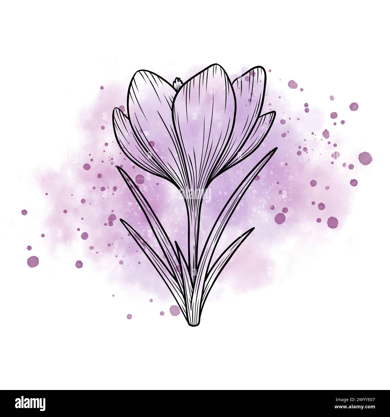 Spring flower crocus line art sketch on watercolor background, saffron ...