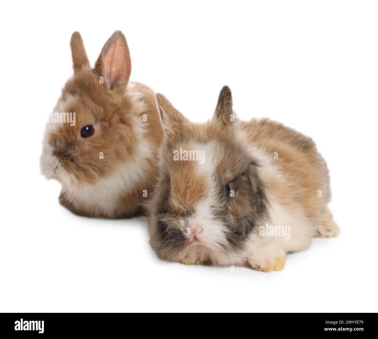 Cute fluffy pet rabbits isolated on white Stock Photo - Alamy