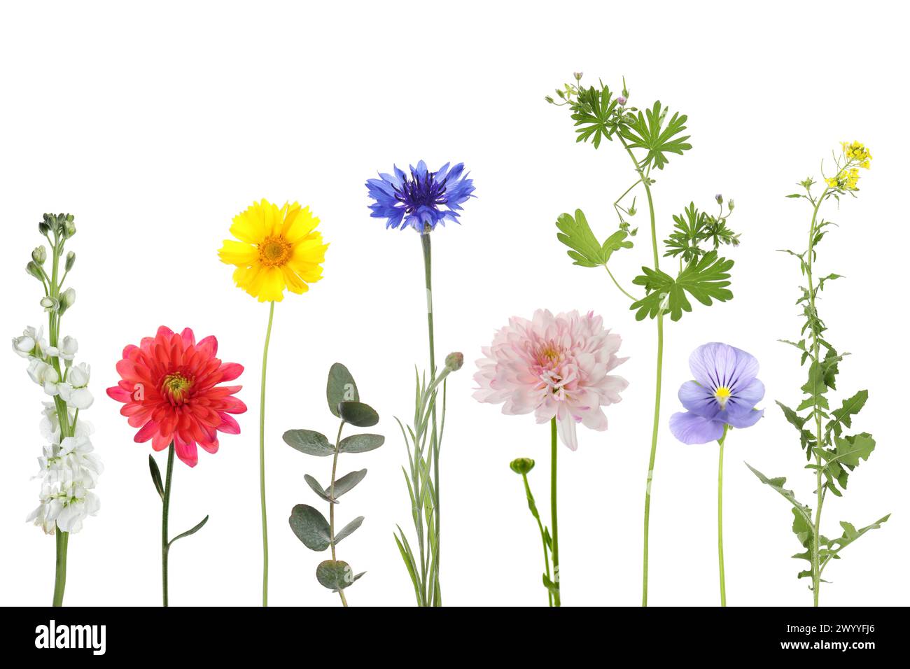 Different beautiful flowers isolated on white, set Stock Photo - Alamy