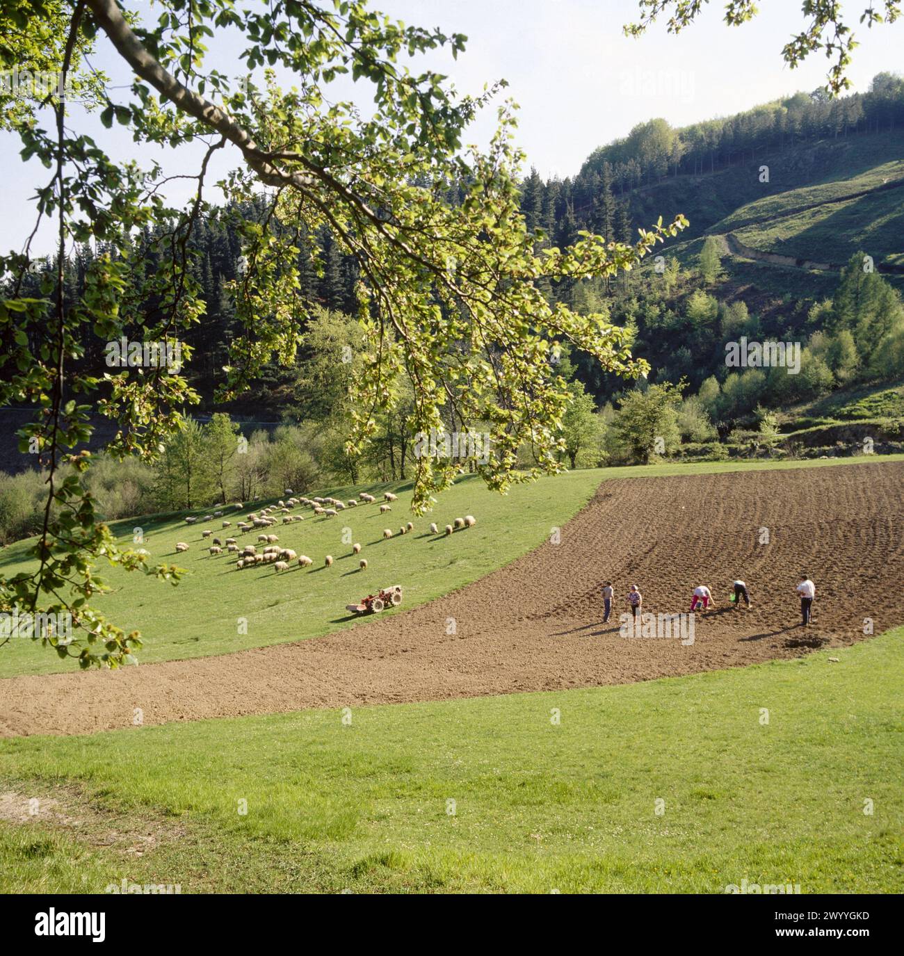 Farming. Legazpi, Guipuzcoa, Basque country, Spain Stock Photo - Alamy