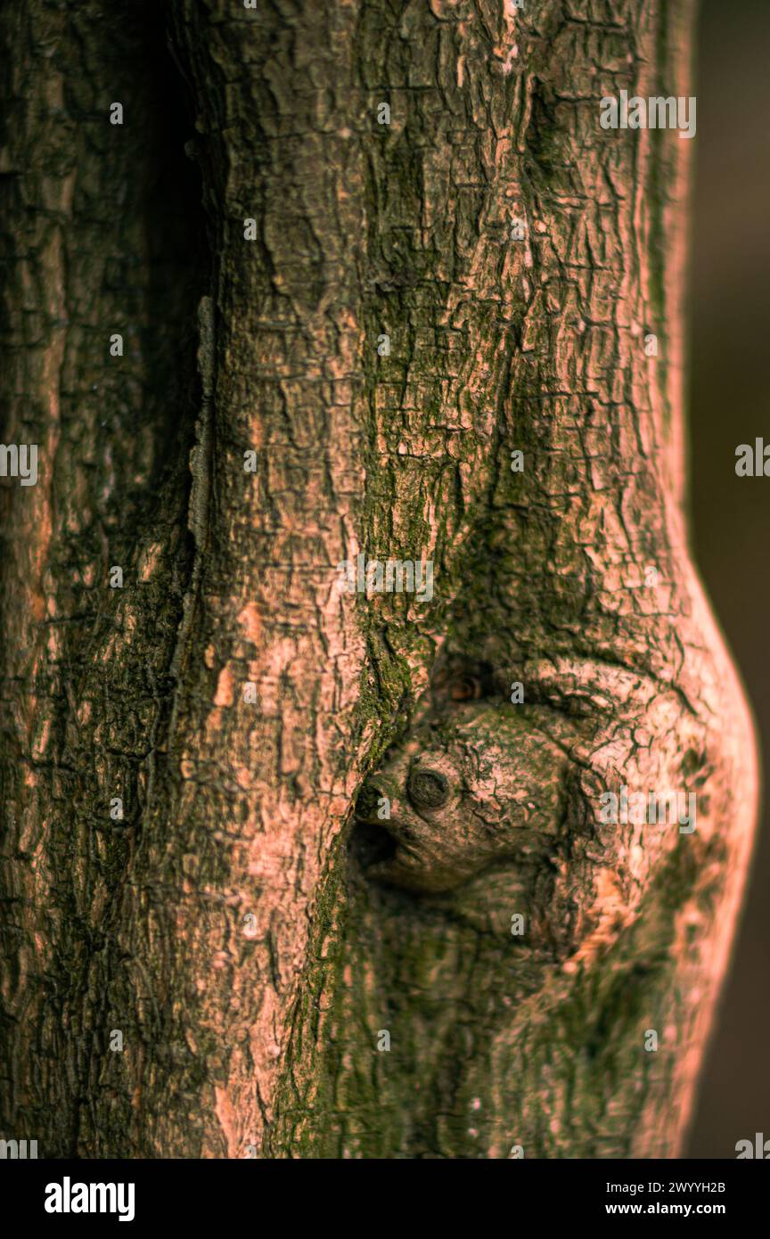 the spirit of the forest, a bizarre character created by the wrinkles ...