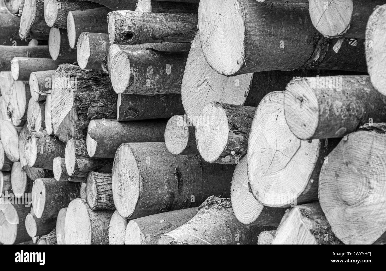 Cleared trees Black and White Stock Photos & Images - Alamy