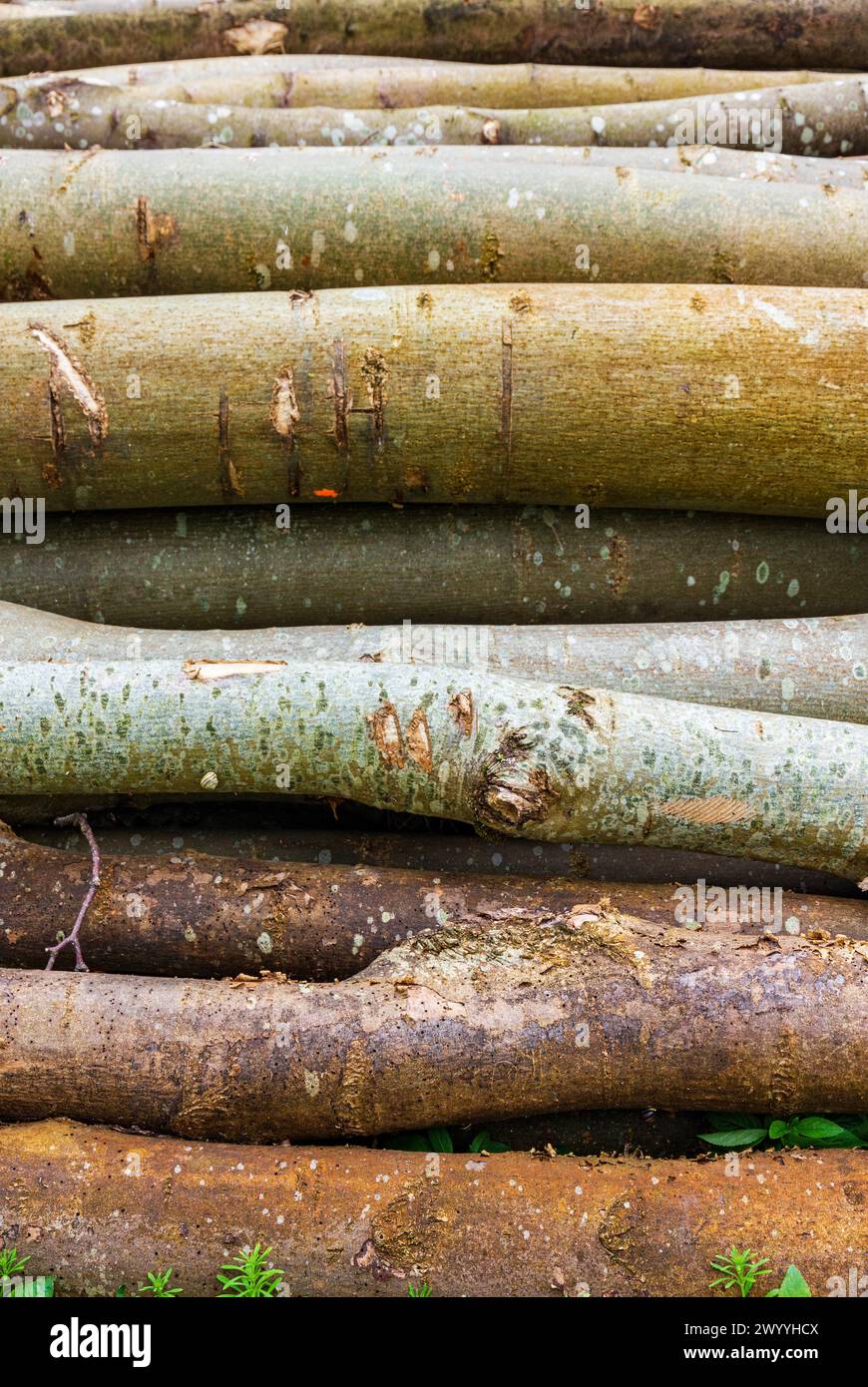 Trees felled parallel hi-res stock photography and images - Alamy