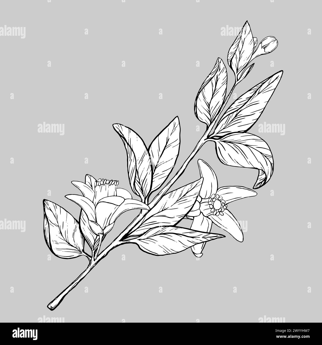 Lemon tree engraving Black and White Stock Photos & Images - Alamy