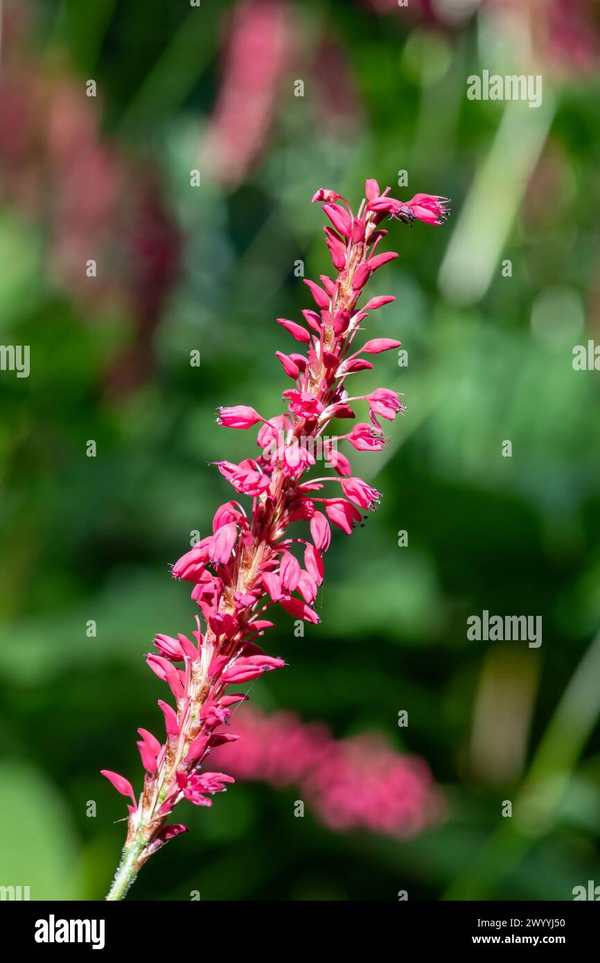 Close up of a red bistort (bistorta amplexicaulis) flower in bloom ...
