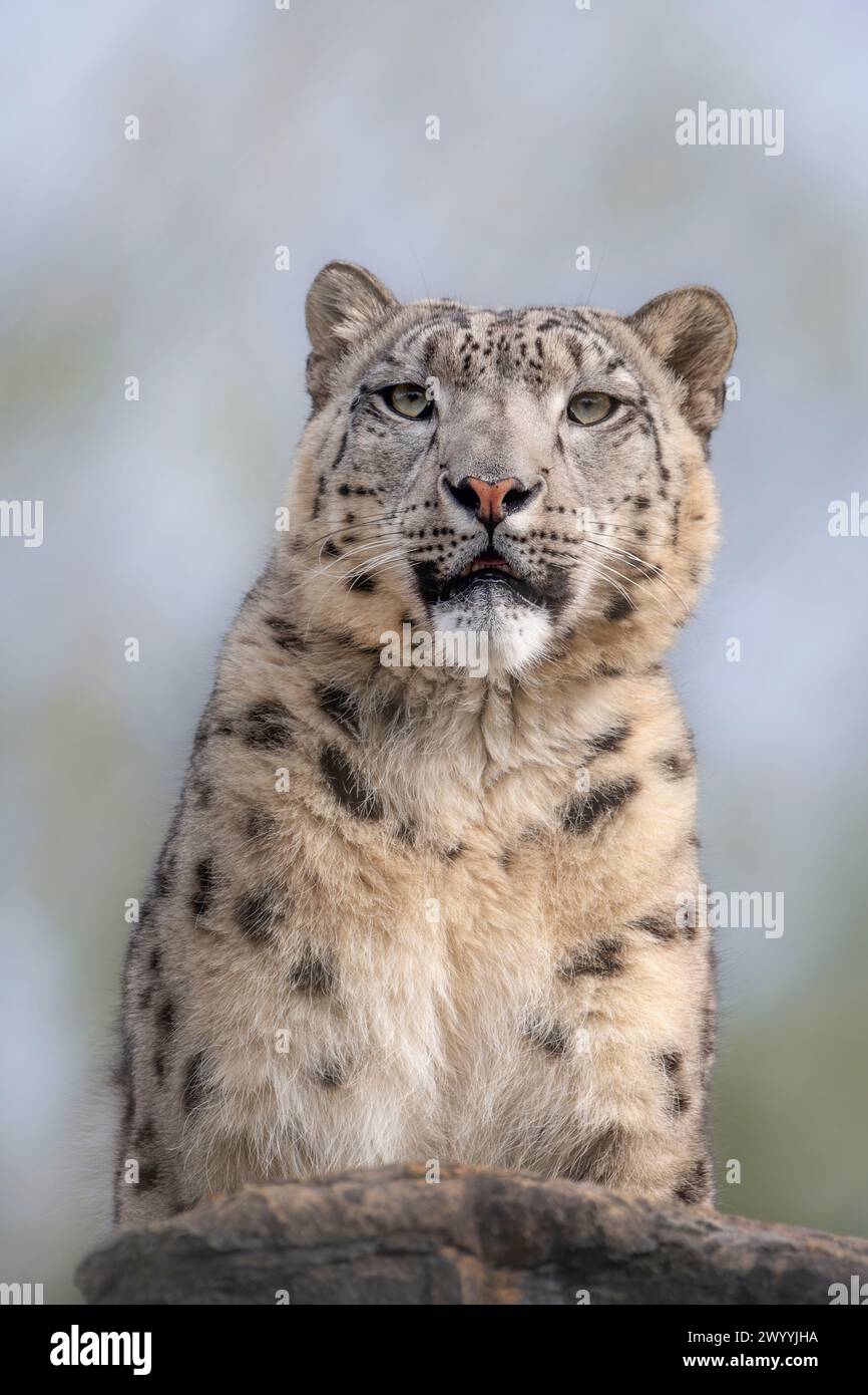 Young male snow leopard looking towards camera Stock Photo - Alamy