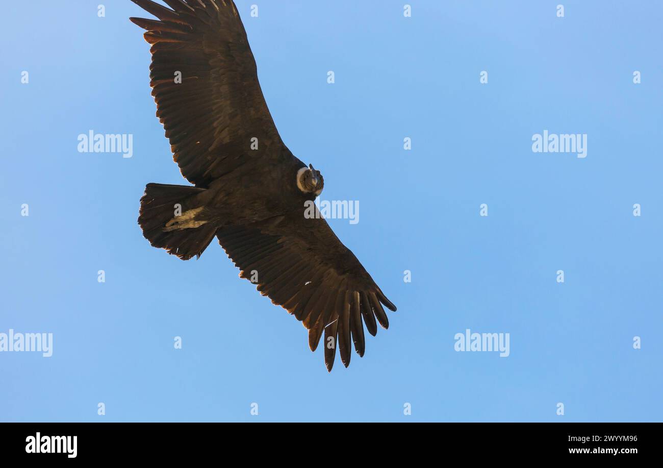 Flying condor in the Colca canyon,Peru, South America Stock Photo - Alamy