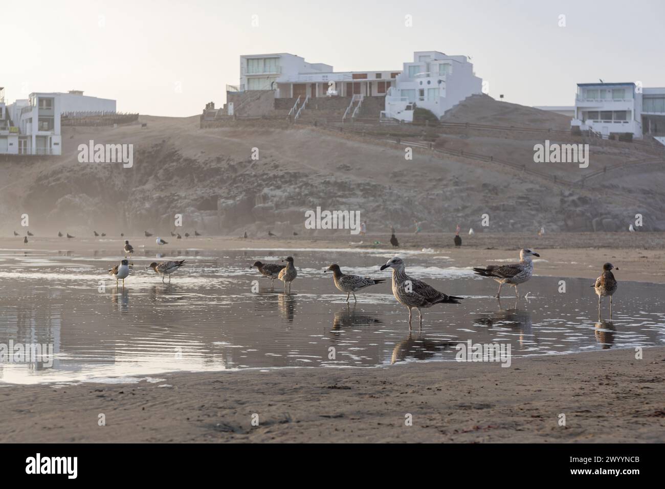 Seagulls at the shore in Punta Corrientes Beach in southern Lima, Peru ...