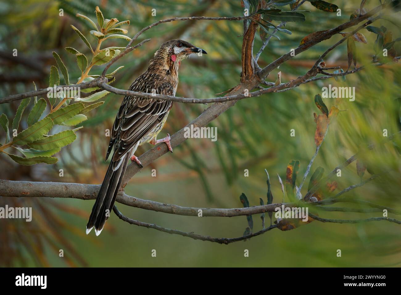 Red Wattlebird - Anthochaera carunculata is a passerine bird native to ...