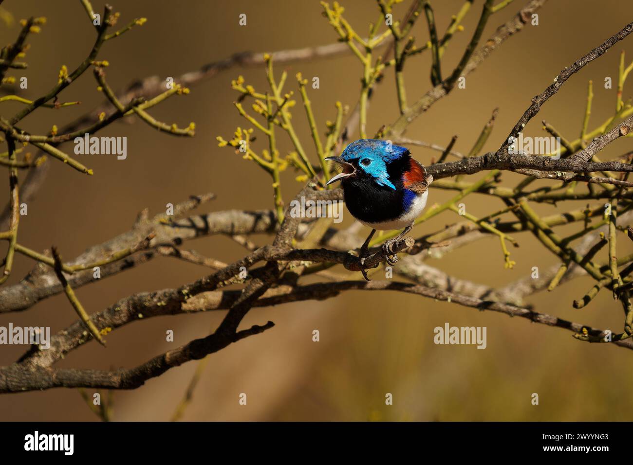 Purple-backed Fairywren - Malurus assimilis bird native to Australia ...