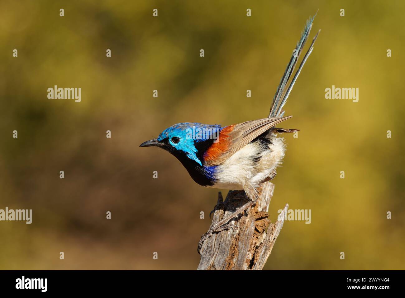 Purple-backed Fairywren - Malurus assimilis bird native to Australia ...