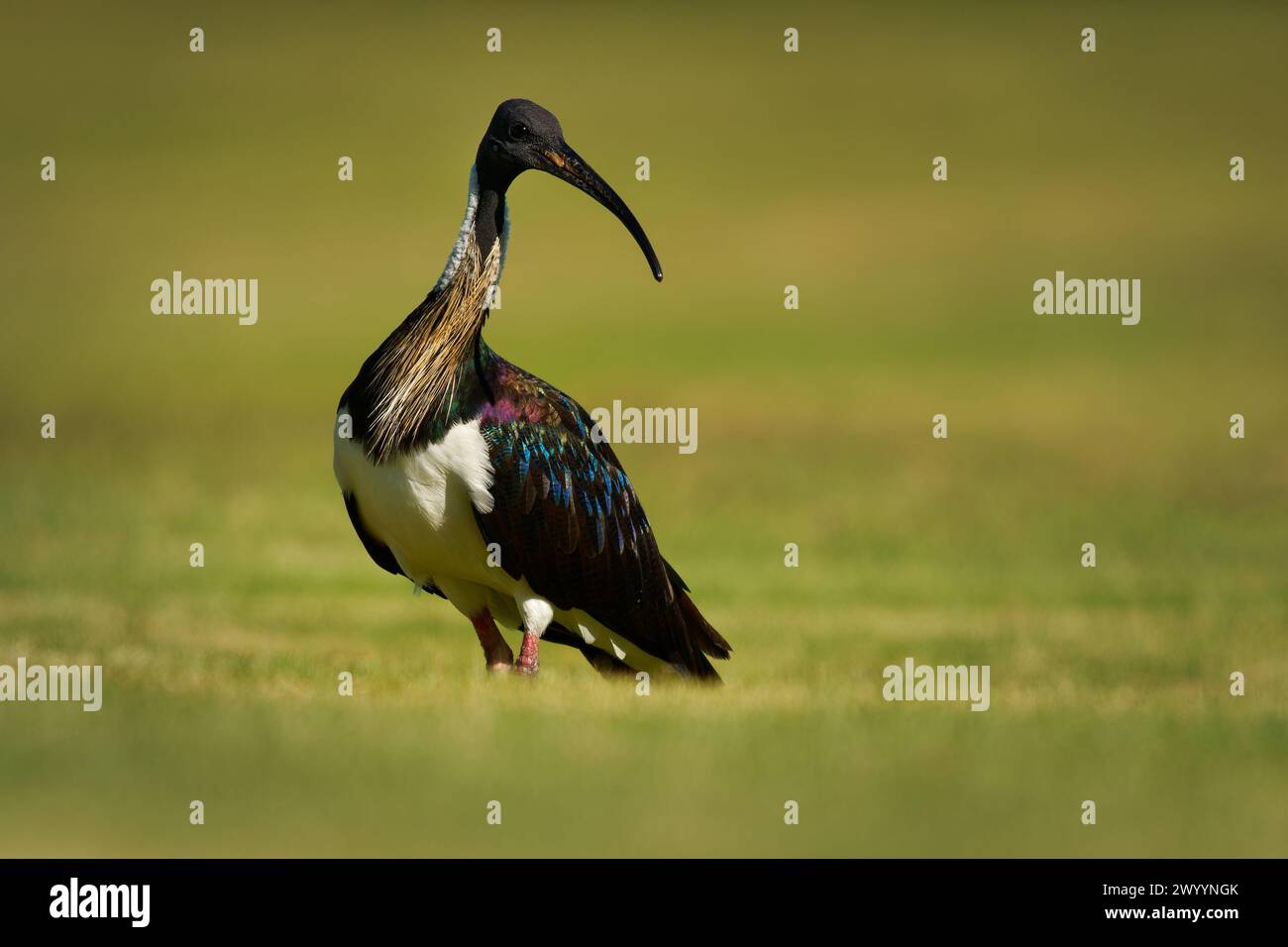 Straw-necked ibis - Threskiornis spinicollis bird of family ...