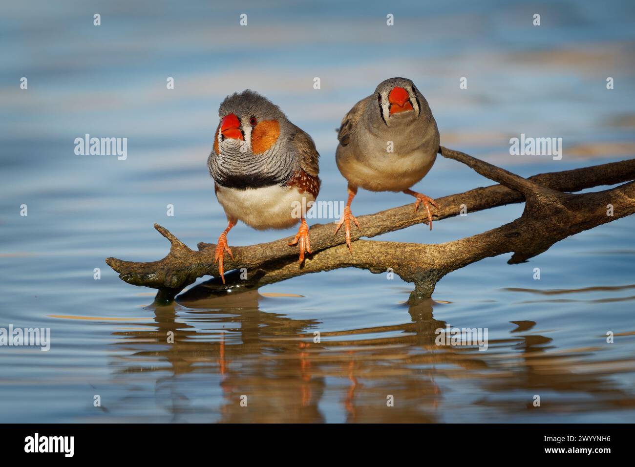 Australian Zebra Finch or Chestnut-eared Finch (Taeniopygia guttata ...