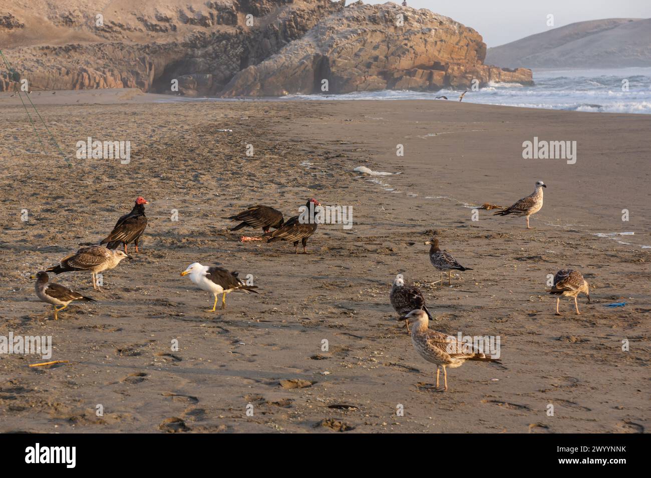 Seagulls and Turkey buzzards at the shore in Punta Corrientes Beach in ...