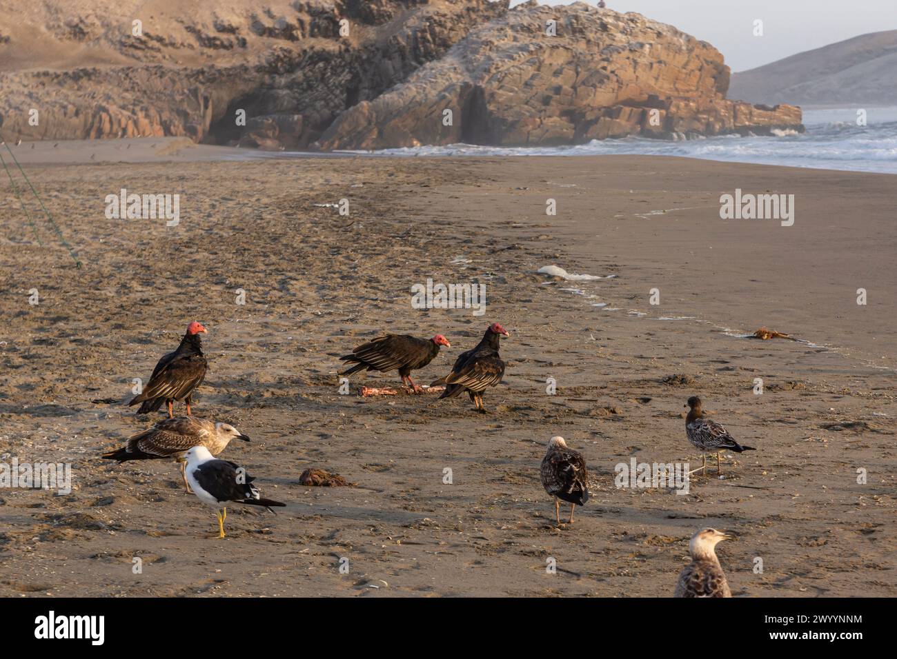 Seagulls and Turkey buzzards at the shore in Punta Corrientes Beach in ...