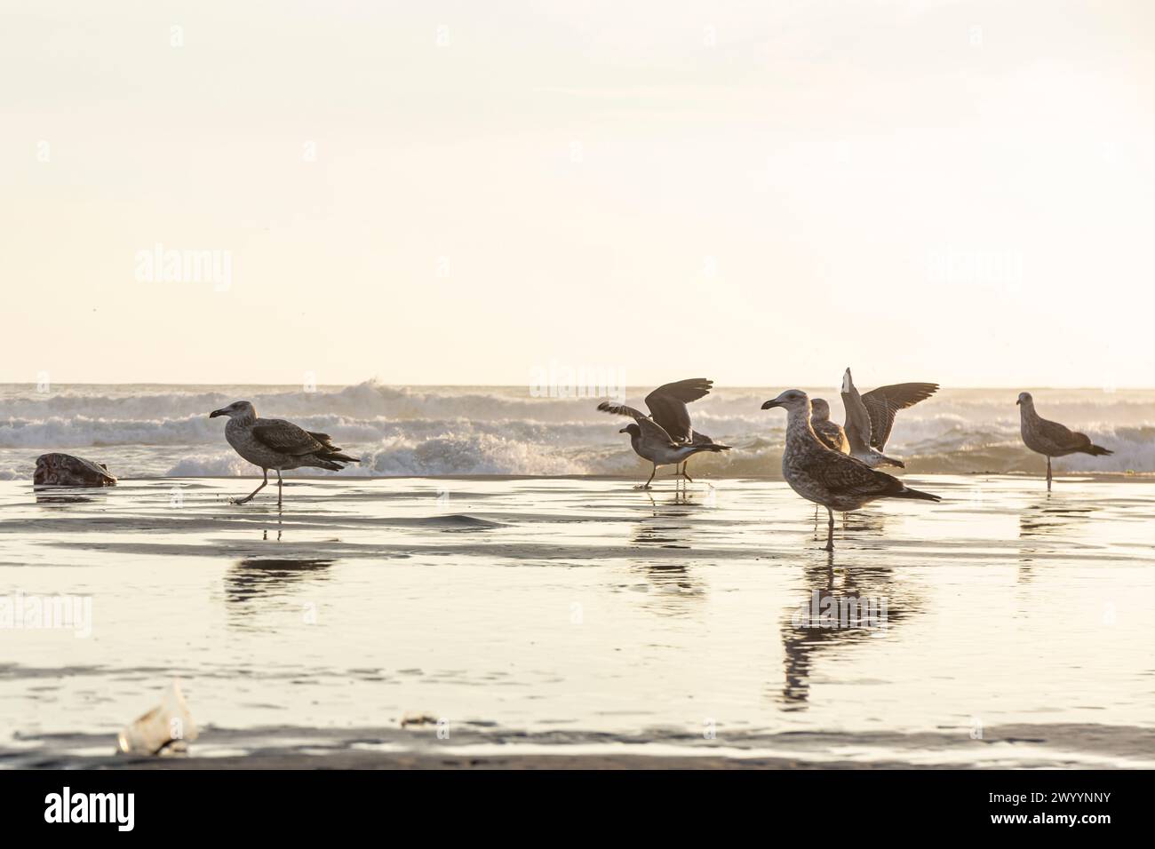 Seagulls at the shore in Punta Corrientes Beach in southern Lima, Peru ...