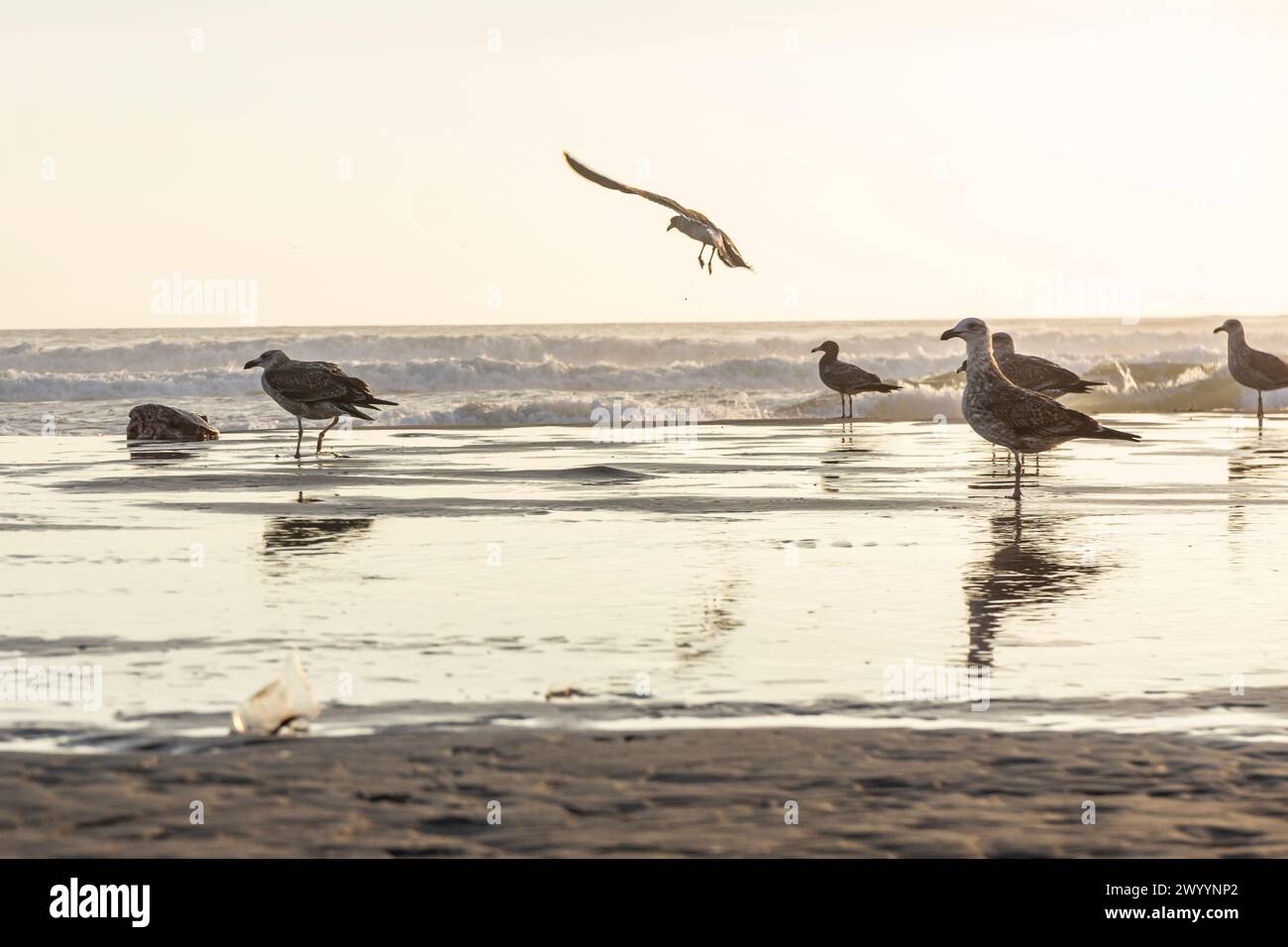 Seagulls at the shore in Punta Corrientes Beach in southern Lima, Peru ...