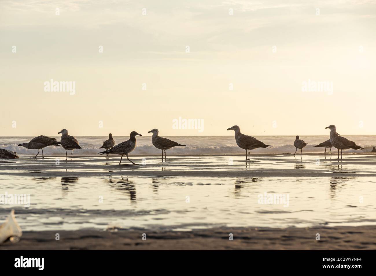 Seagulls at the shore in Punta Corrientes Beach in southern Lima, Peru ...