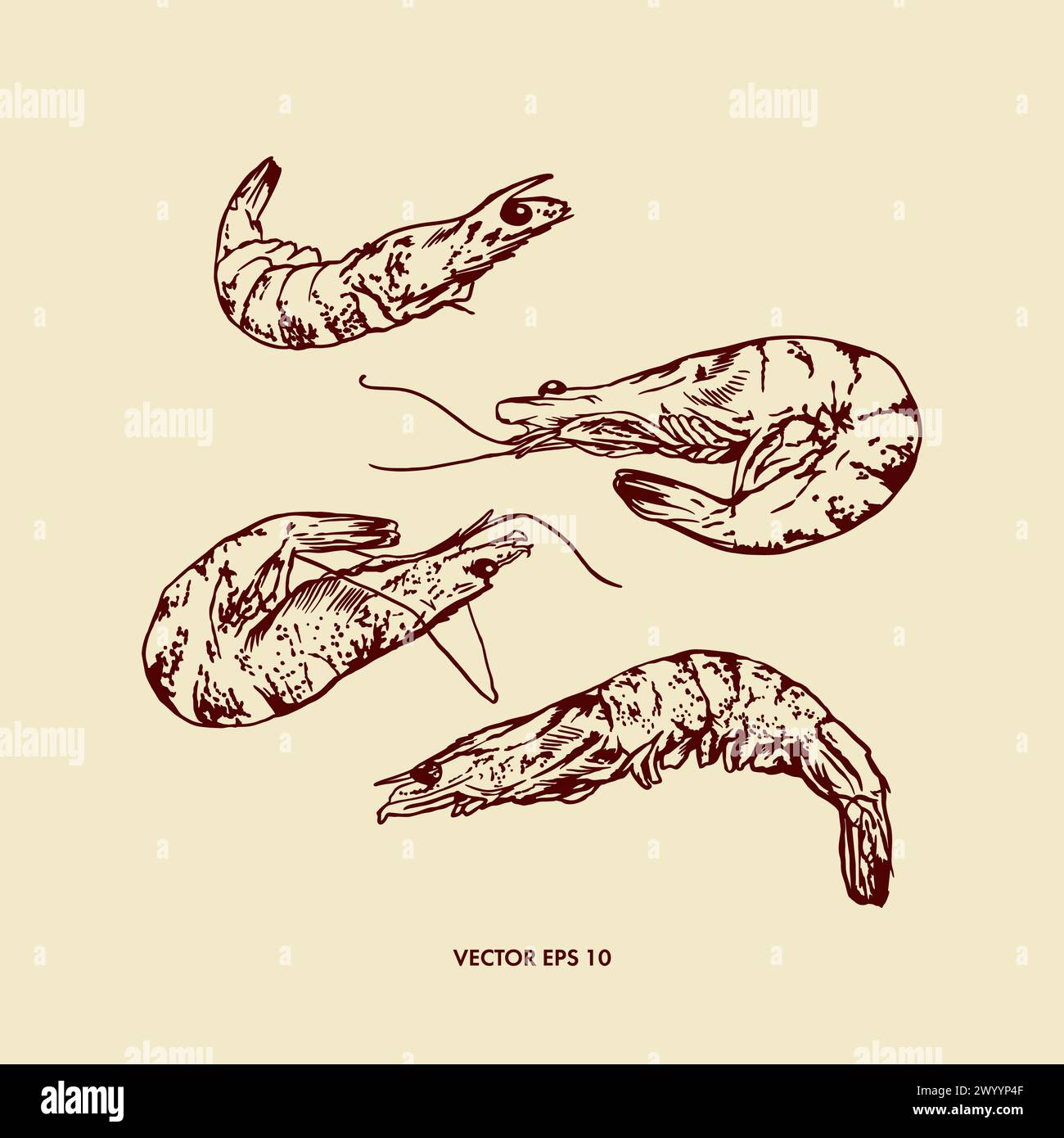 Shrimp, set. Hand drawn vector illustration in graphic style. Design of ...