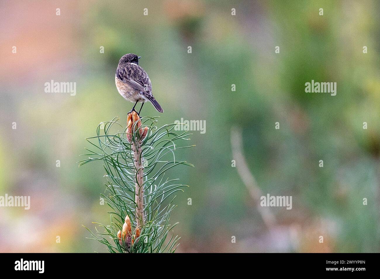 Thursley Common, Elstead. 08th April 2024. An overcast start to the day ...