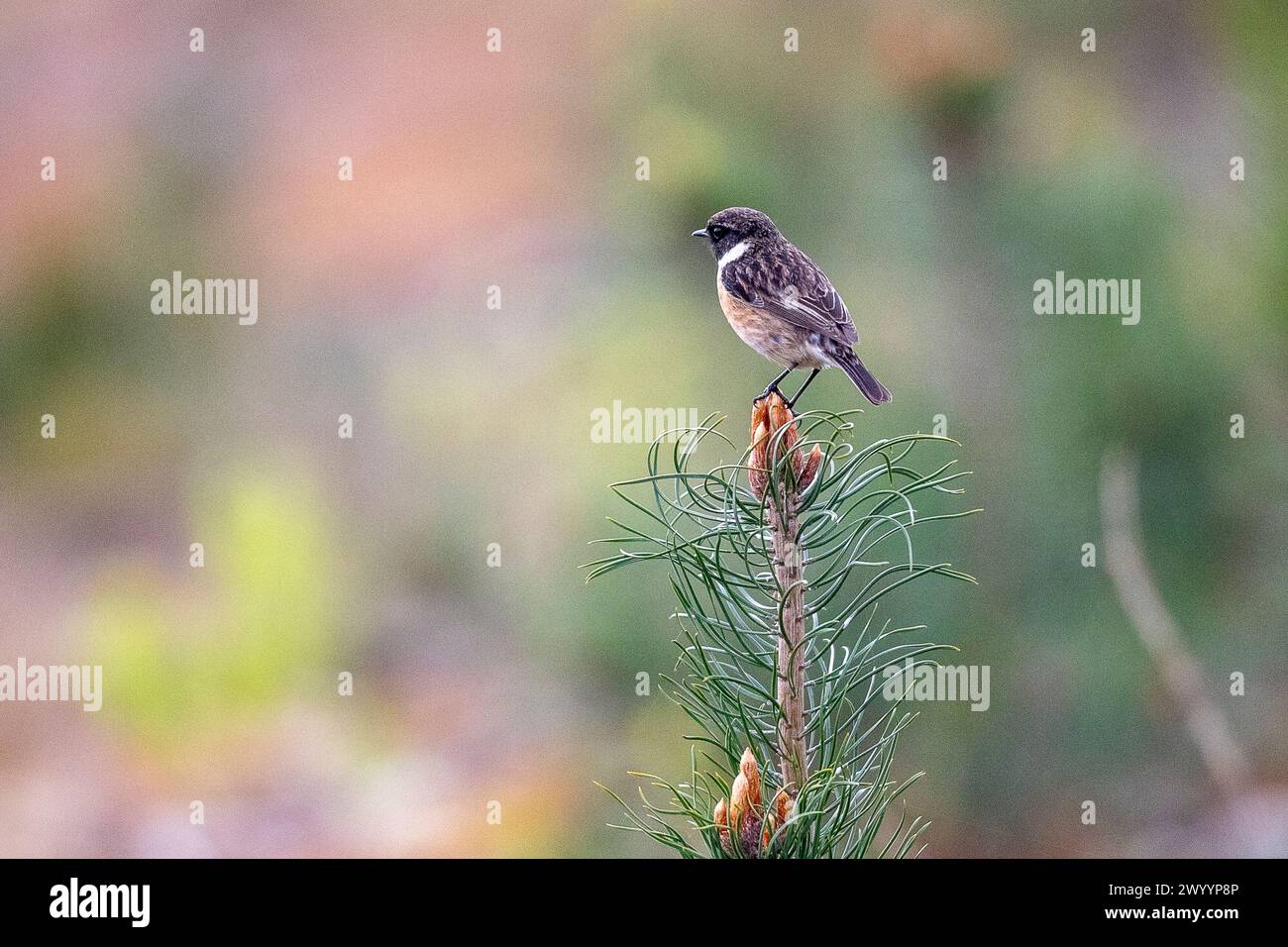 Thursley Common, Elstead. 08th April 2024. An overcast start to the day ...