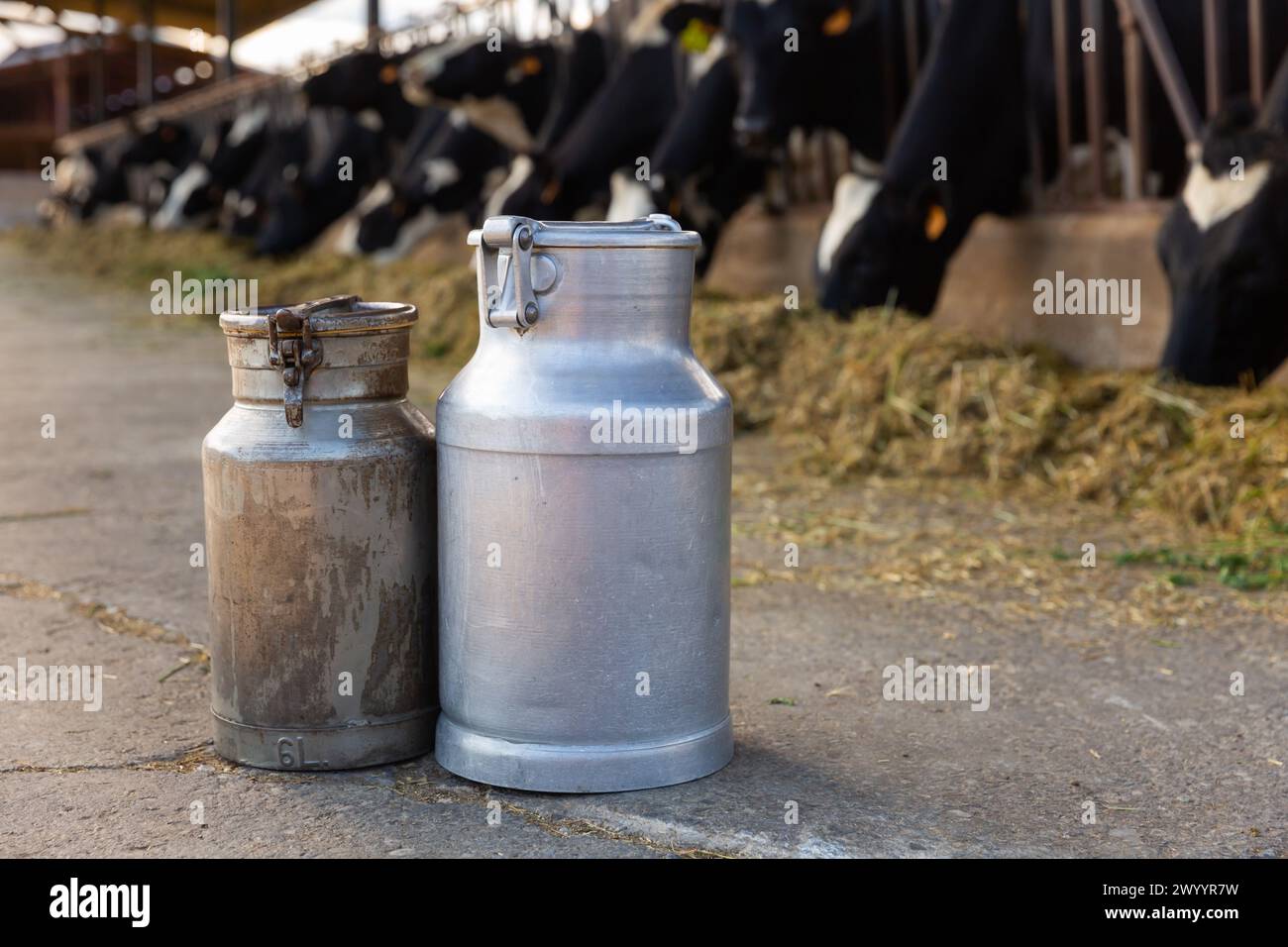 Aluminum milk cans standing outdoor on dairy farm Stock Photo - Alamy