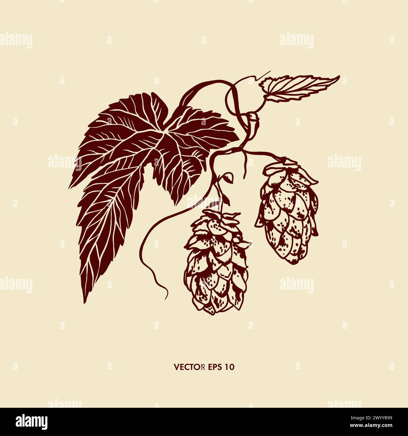 Hops plant, leaves and flowers. Hand drawn vector illustration in ...
