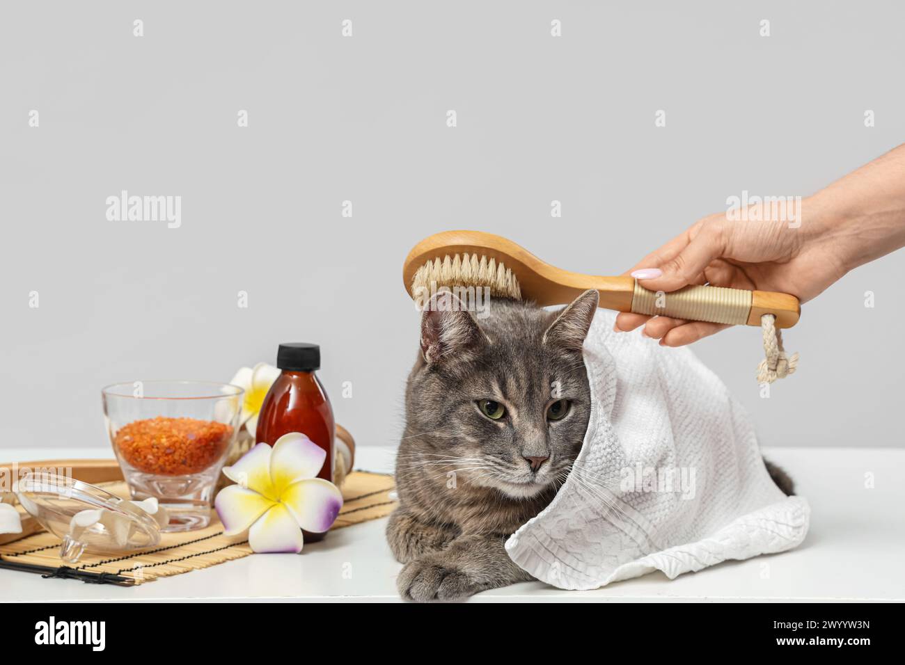 Cute cat receiving massage with brush on table near grey wall Stock ...