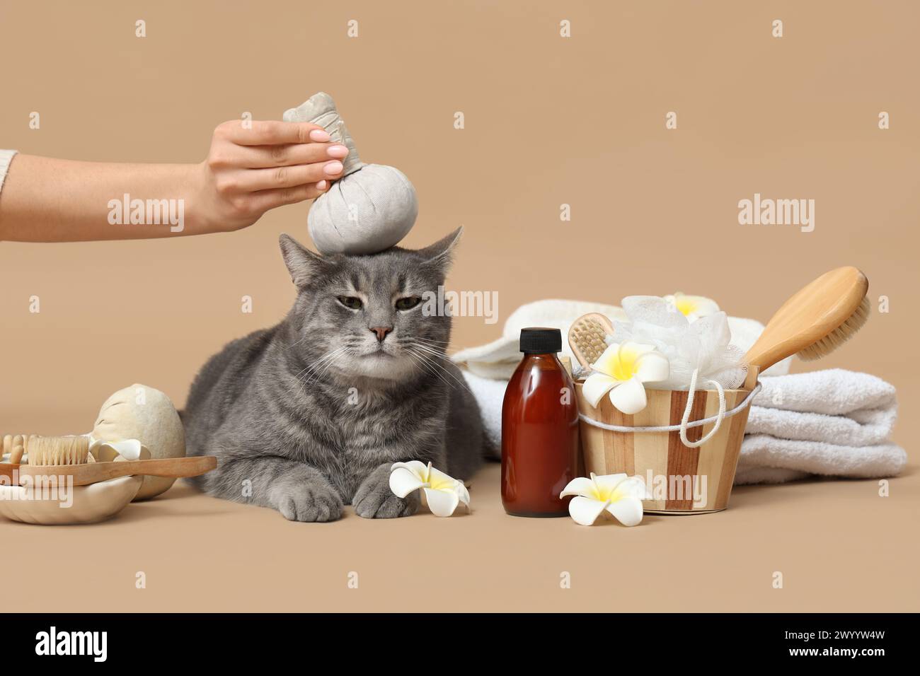 Cute grey cat receiving massage on brown background Stock Photo - Alamy