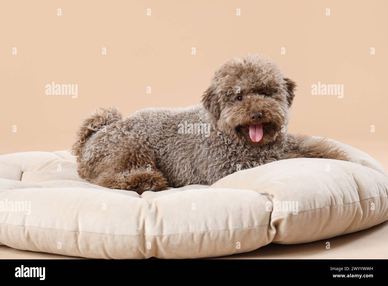 Cute poodle lying on pouf against beige background Stock Photo - Alamy