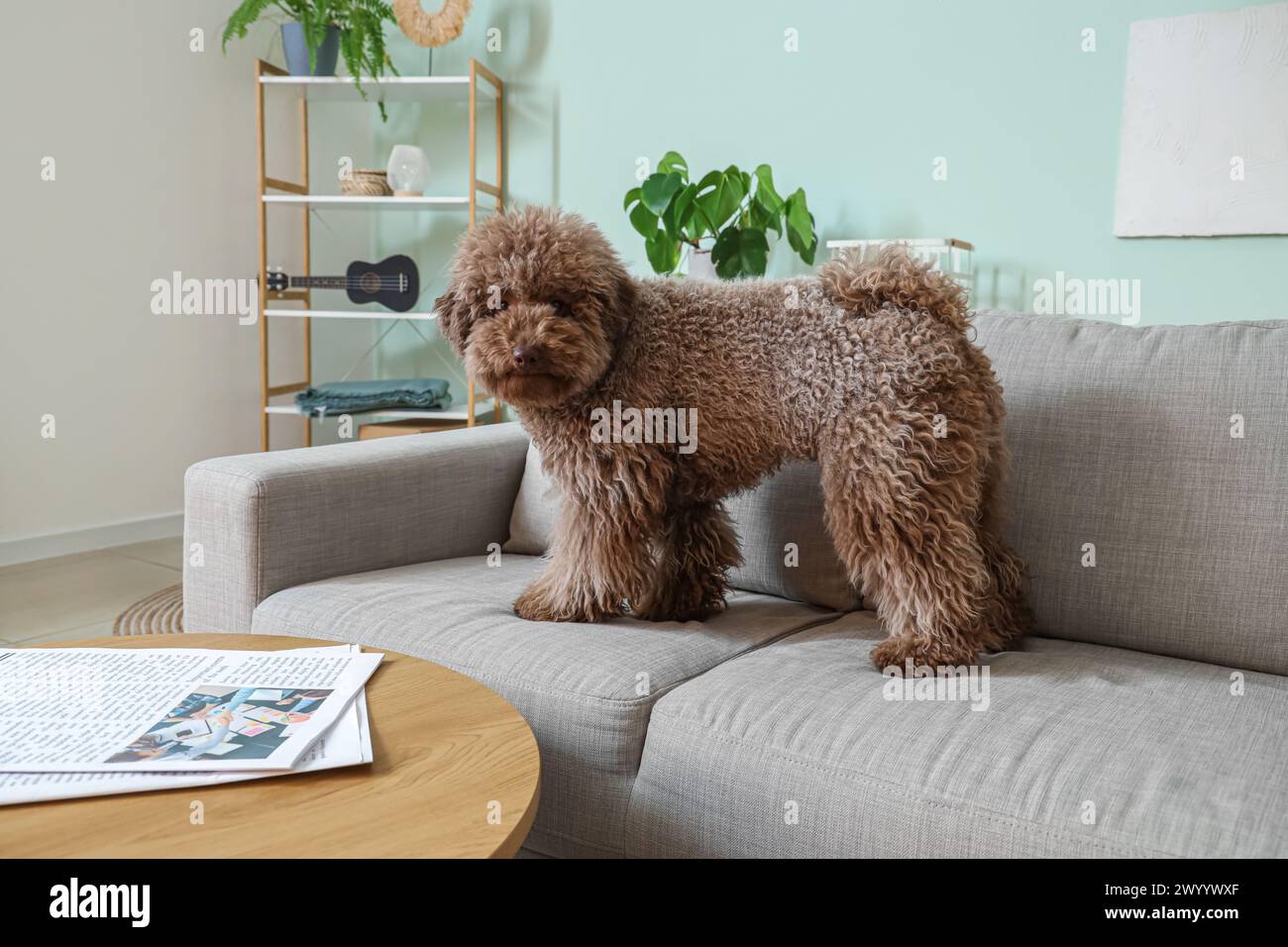 Funny poodle on sofa at home Stock Photo - Alamy
