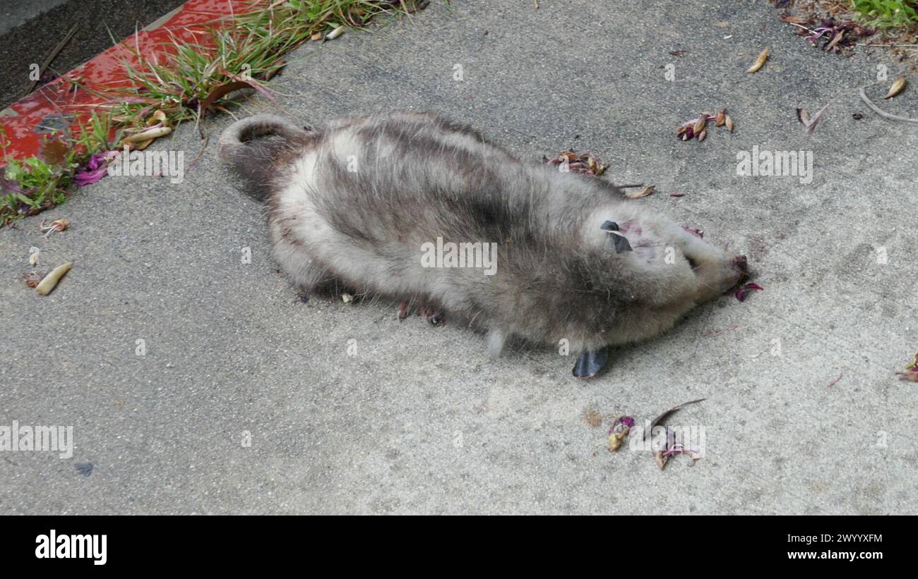 North Hollywood, California, USA 5th April 2024 Dead Opossum on ...