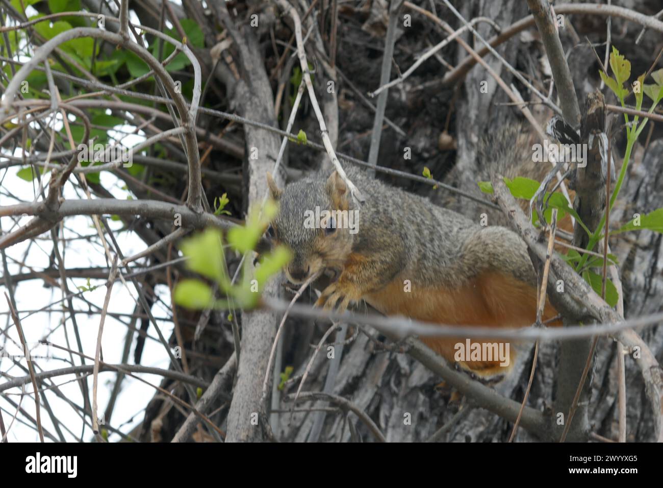 North Hollywood, California, USA 5th April 2024 Squirrel in Tree on ...