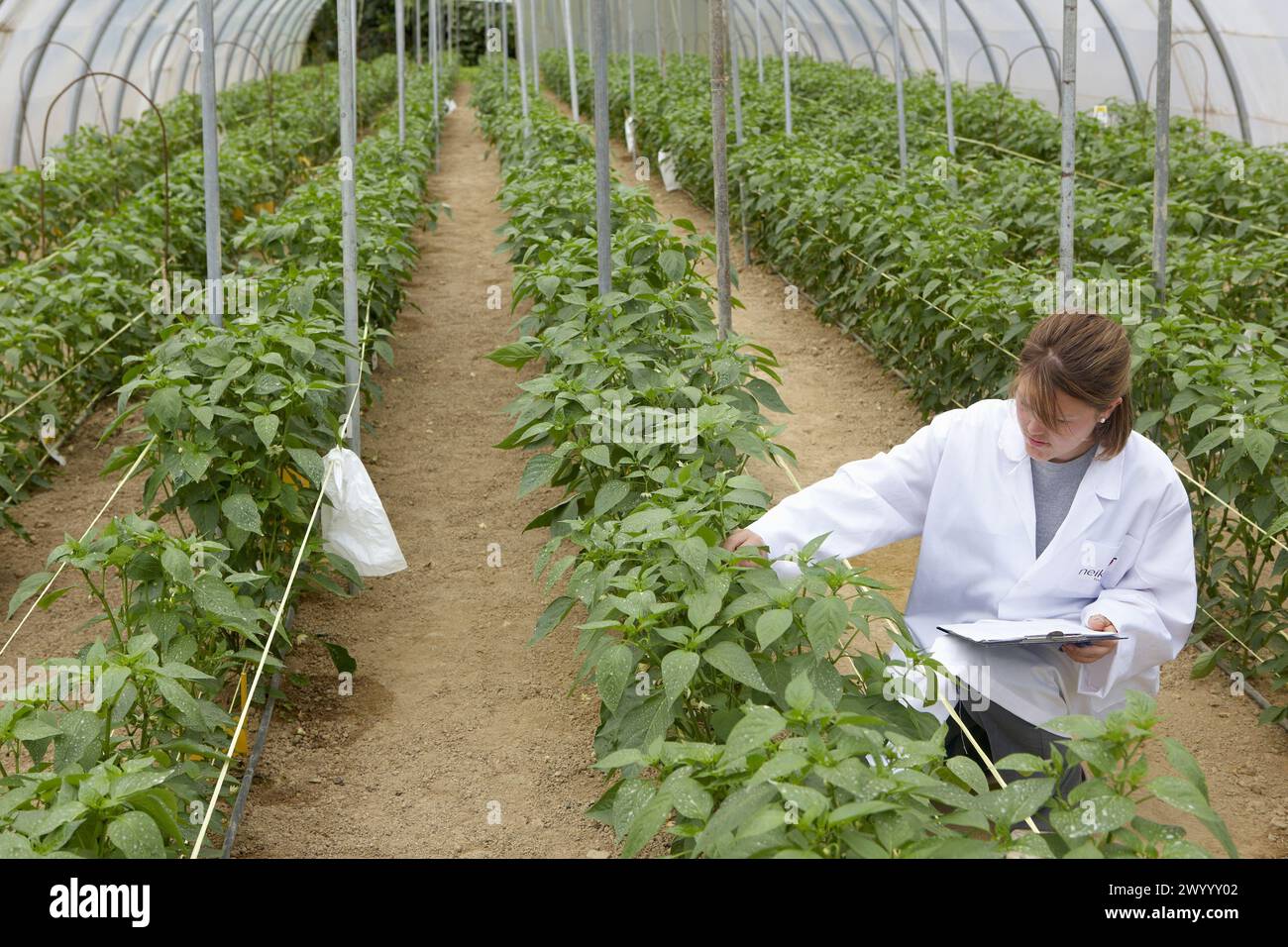 Biofumigation test: monitoring infected Gernika pepper plants, Neiker ...