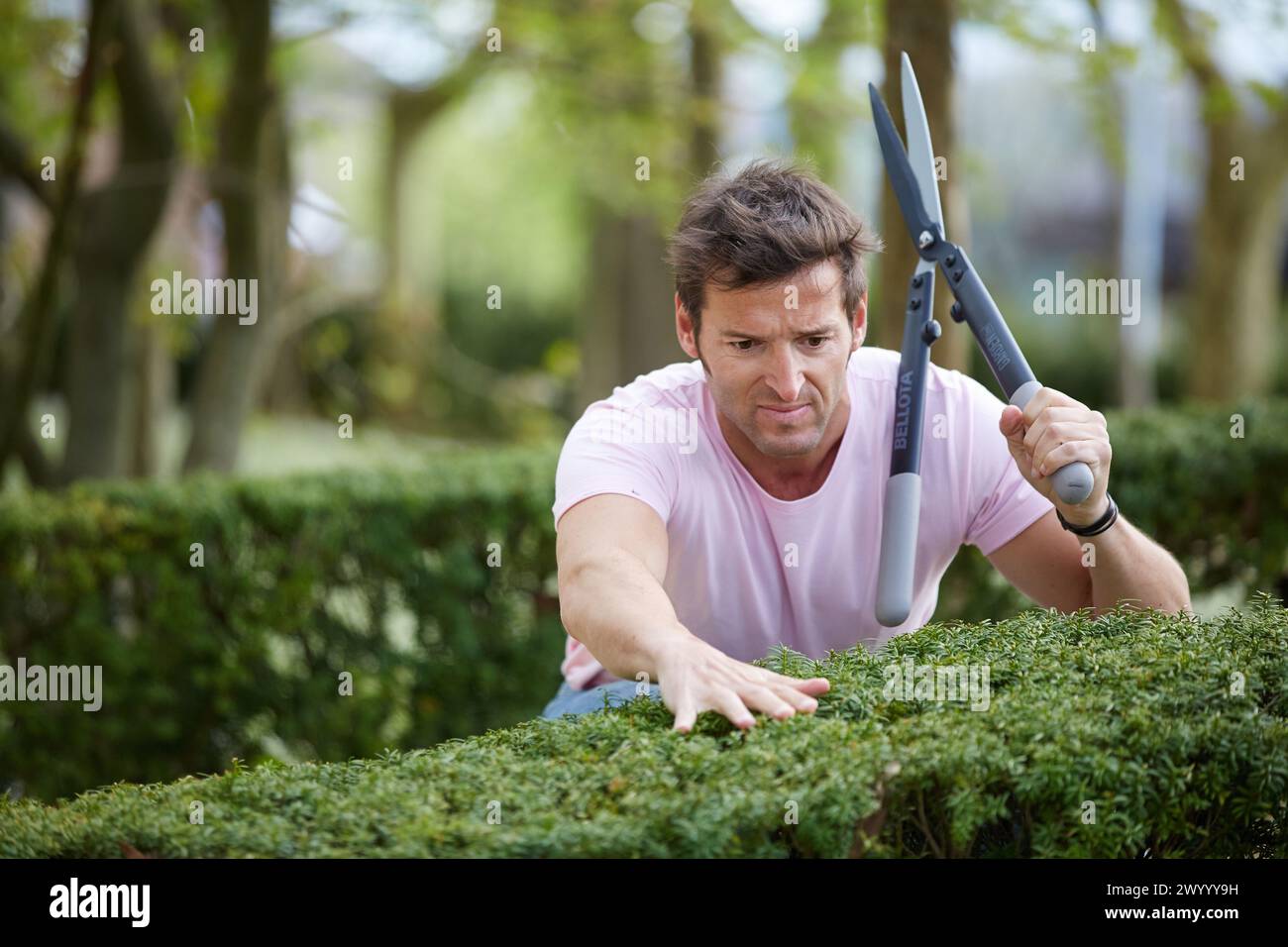 Hedge trimmers, Hand tool, Garden, Gardener pruning bush Stock Photo ...
