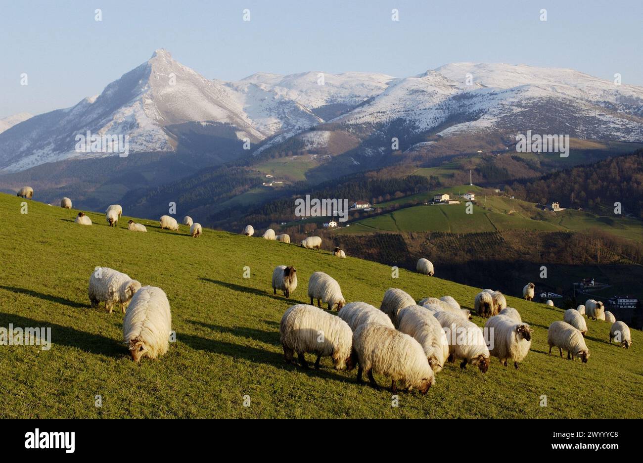Sheep, Monte Txindoki, Sierra de Aralar, Zaldibia, Guipúzcoa, Spain ...