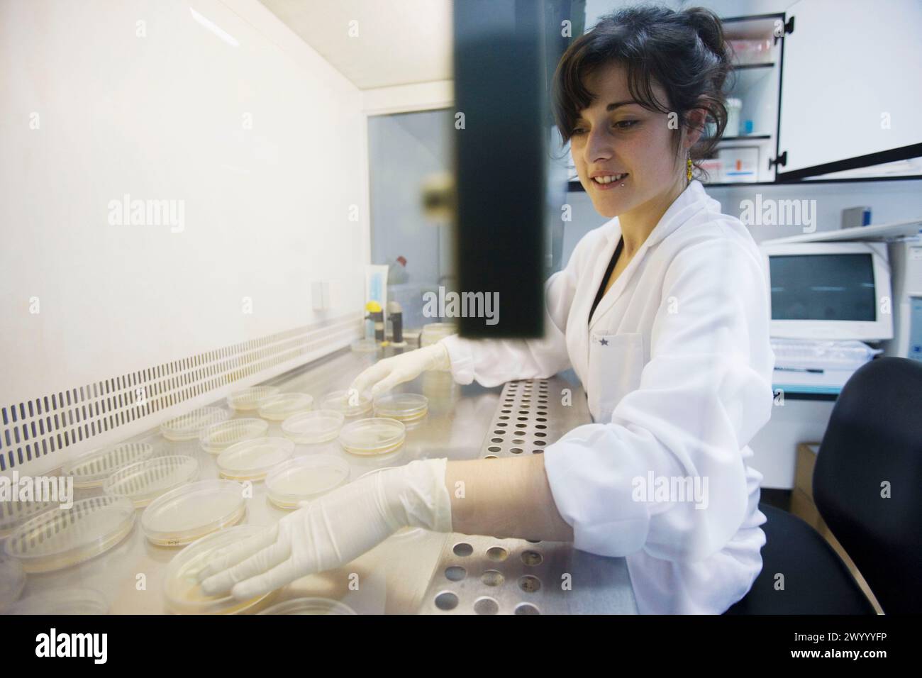 Laminar flow hoods. Microbiology Laboratory. Microbiological analysis ...