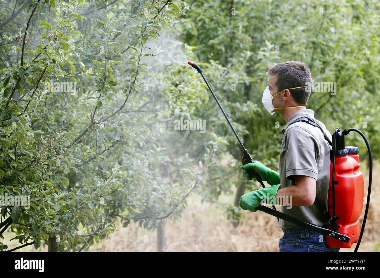 Farmer treating fruit trees with sprayer (Insecticides, Pesticides ...