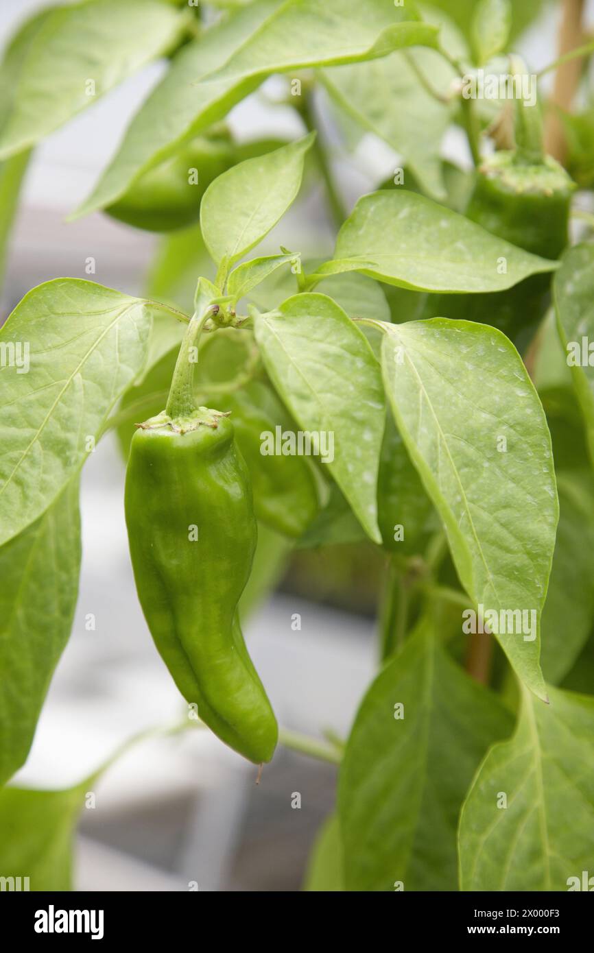 Gernika pepper fruits, Neiker Tecnalia, Instituto de Investigación y ...