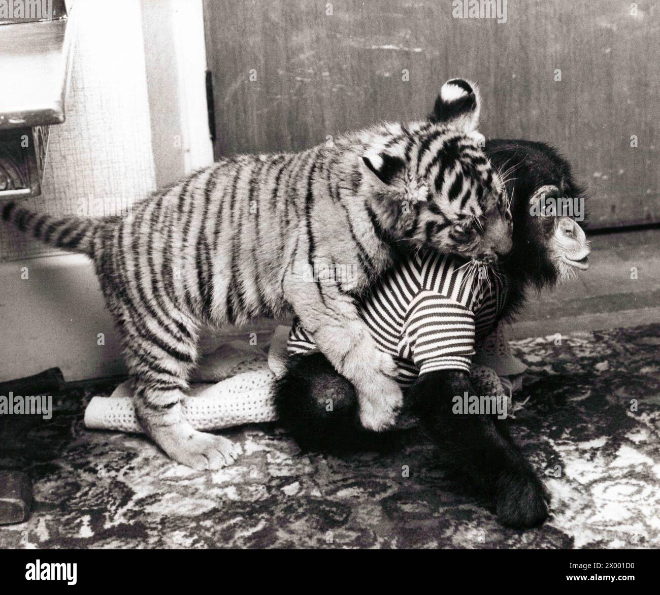 December 1, 1966; Wiltshire, England: Longleat Safari and Adventure ...