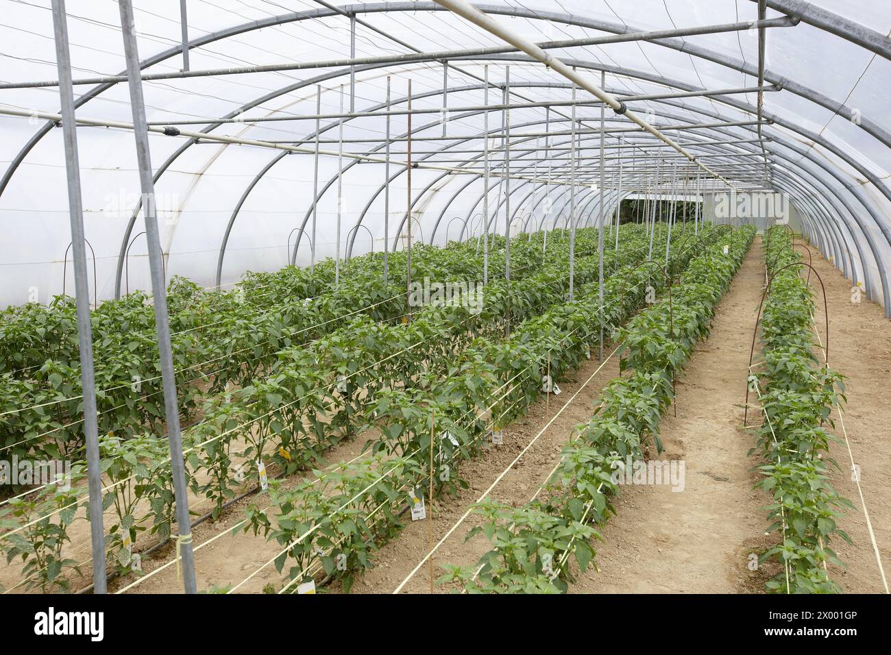 Planta de laboratorio hi-res stock photography and images - Alamy