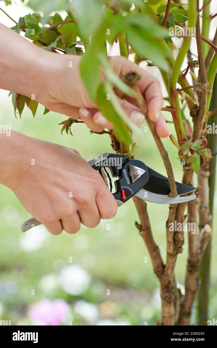 Gardener cutting flowers, Pruning secateurs, Hand tool, Garden, Roses ...