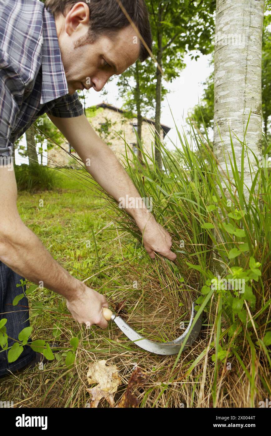 Farmer using sickle Stock Photo - Alamy
