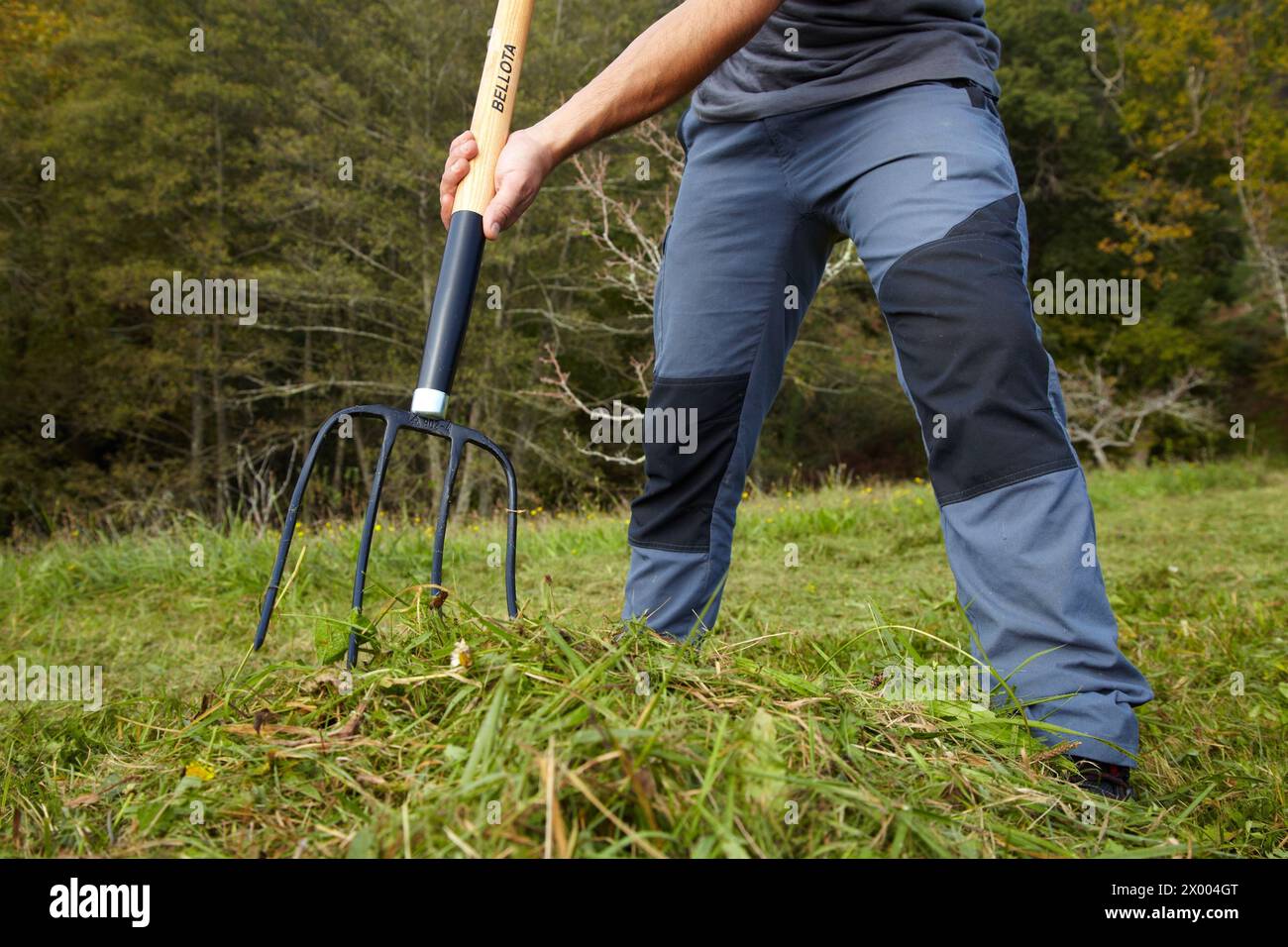 Farmer collecting grass, Fork, Agricultural and gardening hand tool ...