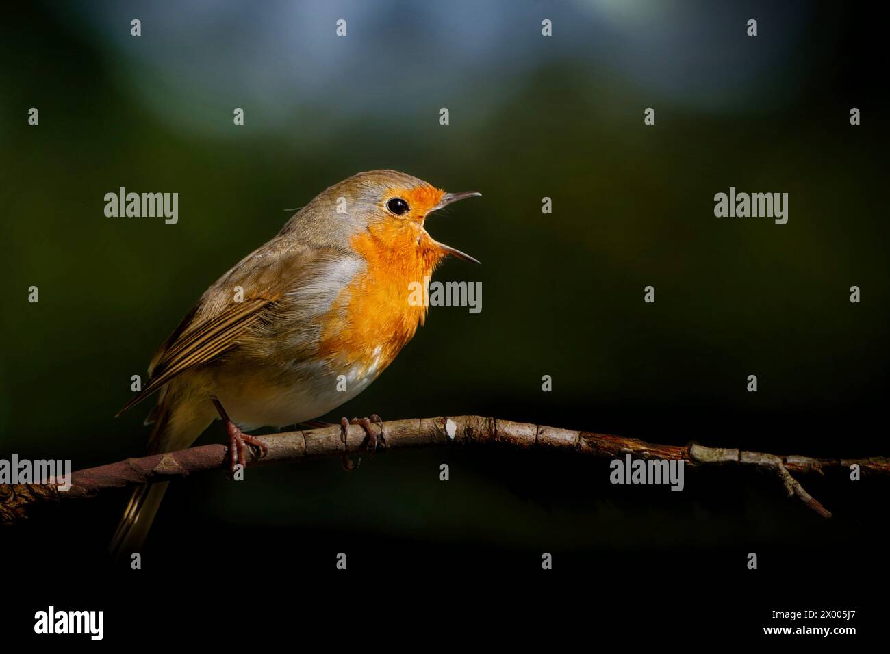 Springtime serenade hi-res stock photography and images - Alamy