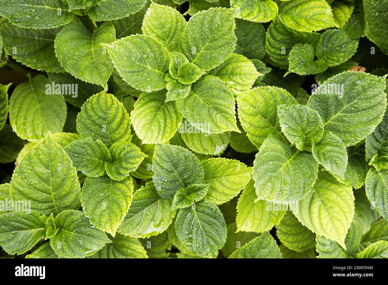Hortensia (Hydrangea sp.) leaves with raindrops Stock Photo - Alamy