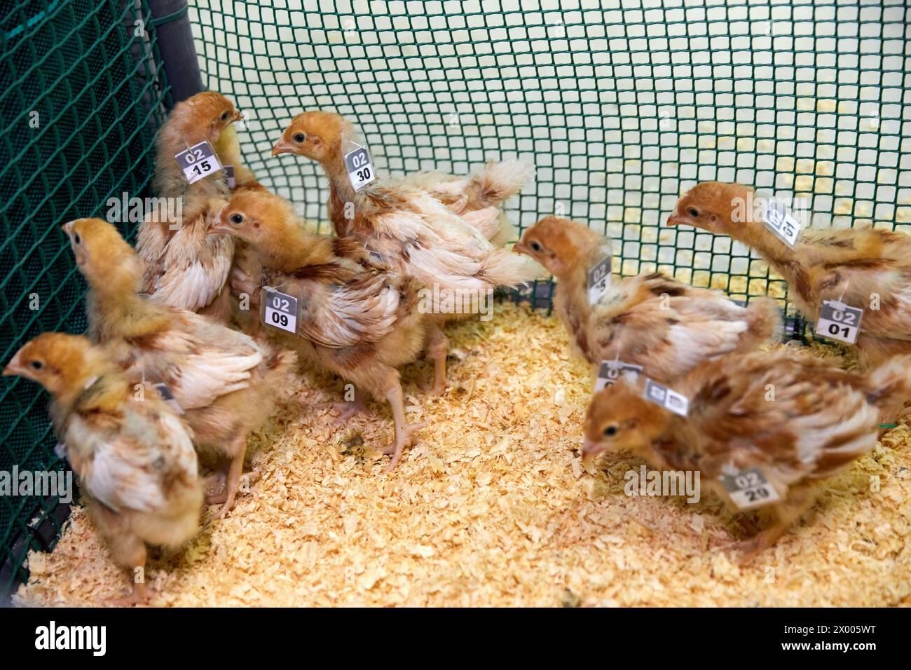 Animal research, Birds, Chicken farming, Araba, Basque Country, Spain ...