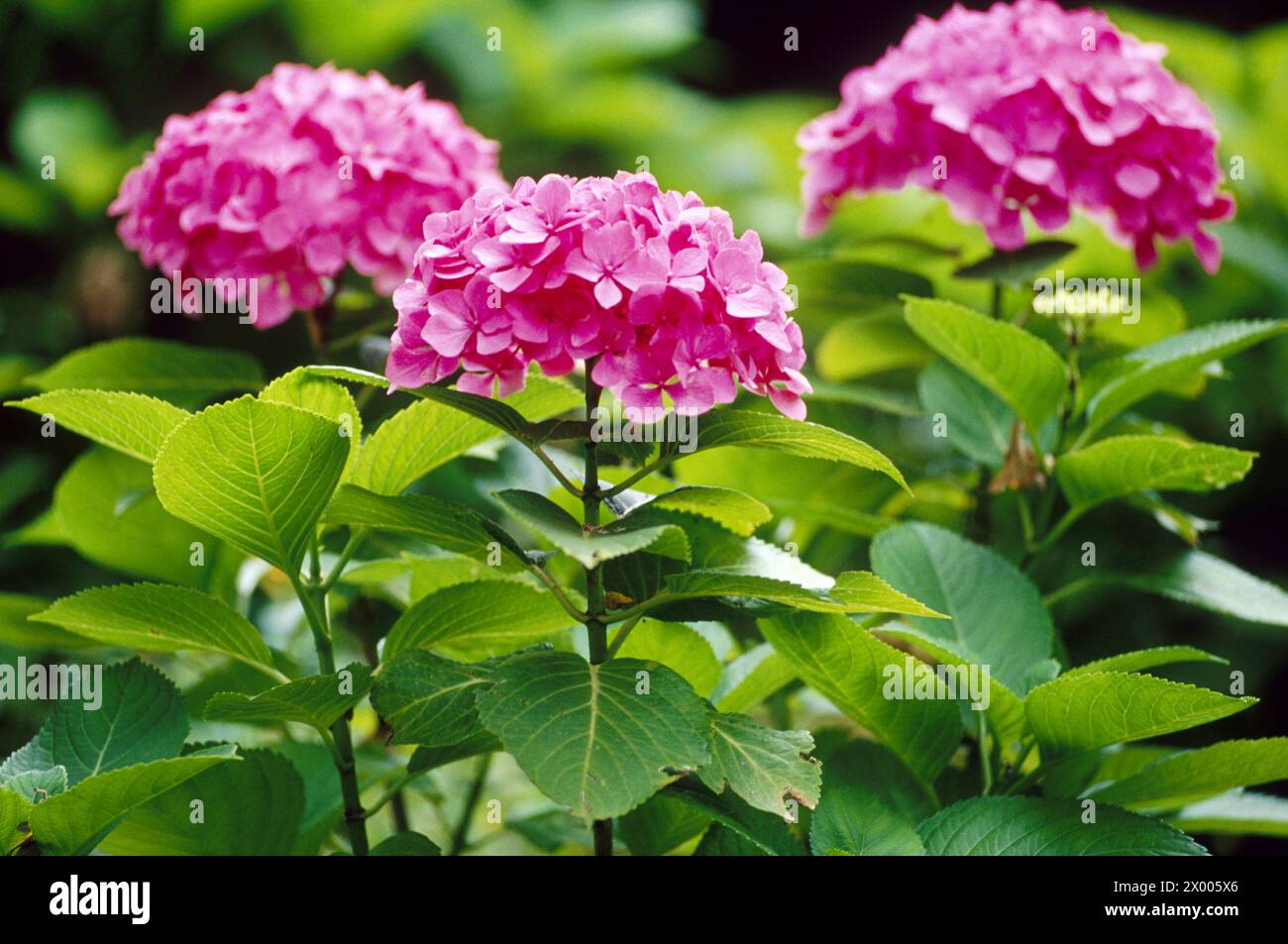 Bigleaf Hydrangea (Hydrangea macrophylla Stock Photo - Alamy