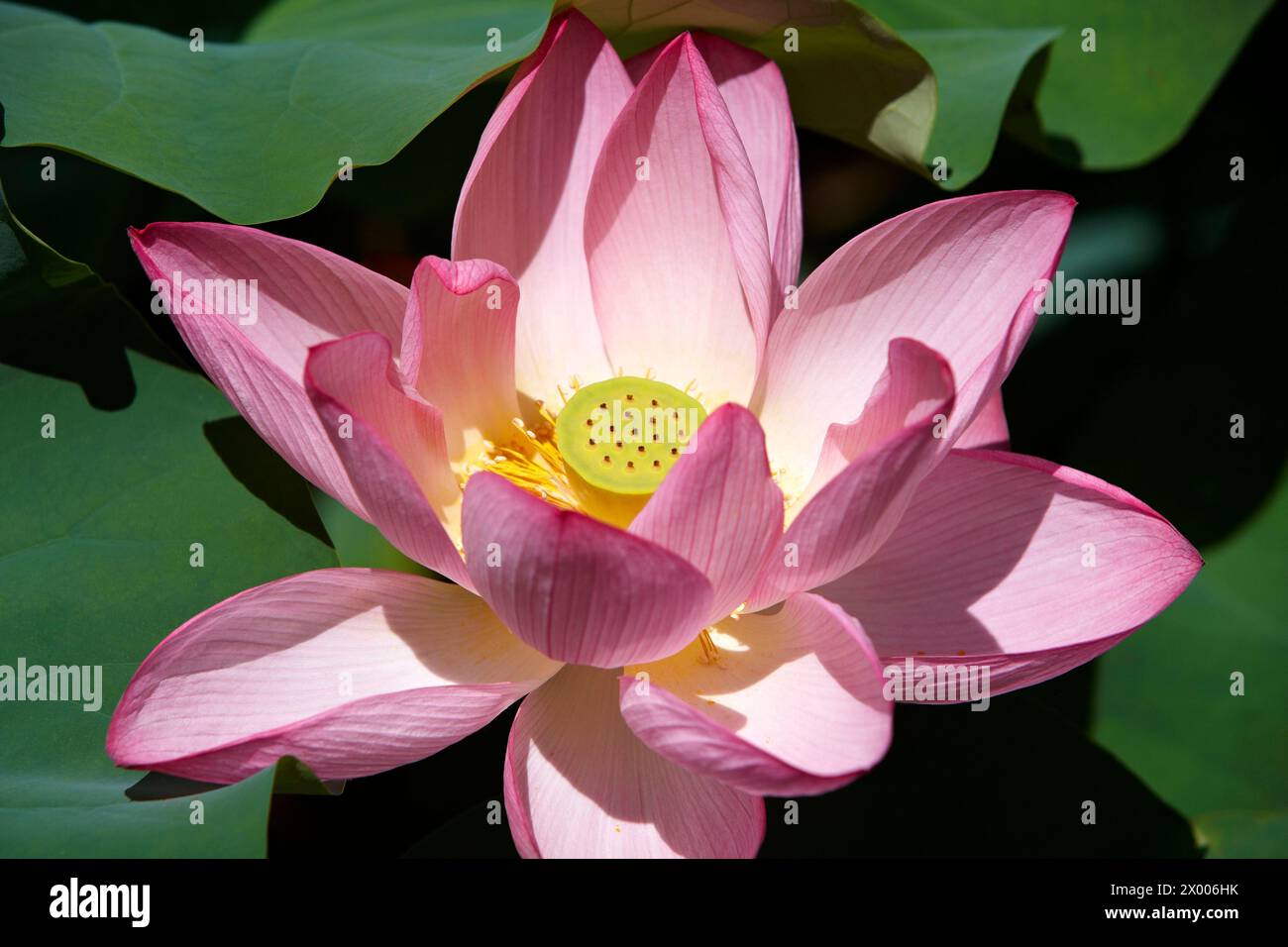 Lotus flower, Ueno Onshi Park, Ueno, Tokyo, Japan Stock Photo - Alamy
