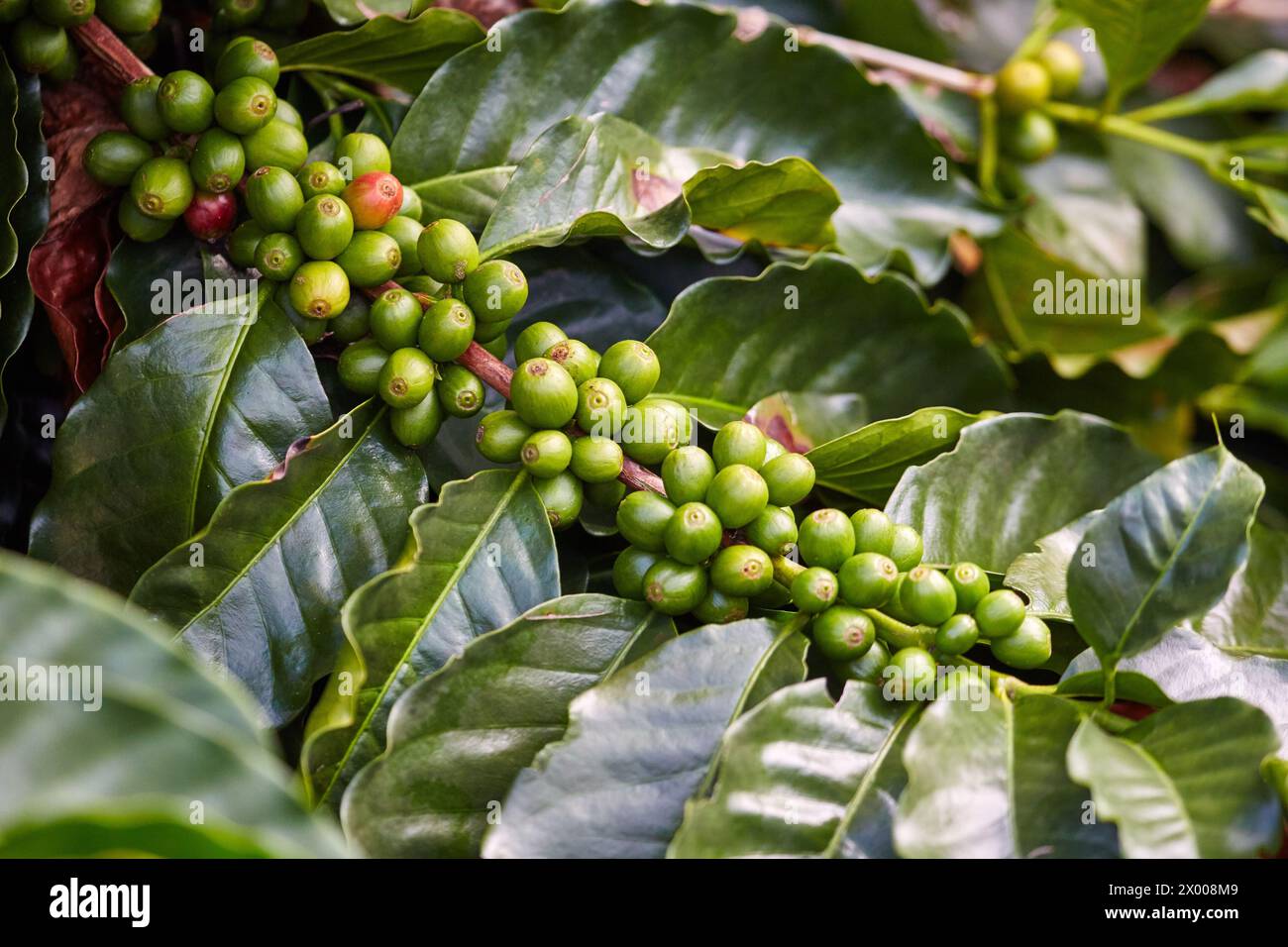 Hacienda San Alberto, Cafetal, Coffee plantations, Coffee Cultural ...